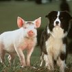 pig and dog